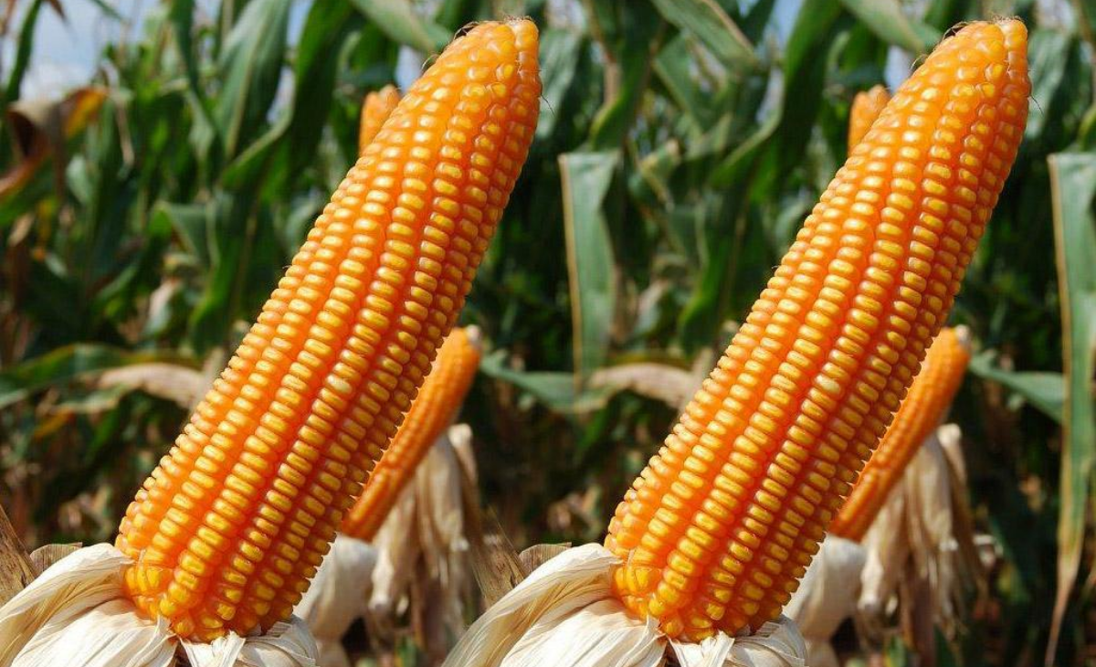 Ceylon Agro Industries Limited - Prima